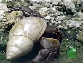Shells | Muppet Wiki | Fandom