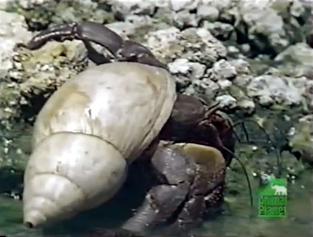 Shells | Muppet Wiki | Fandom