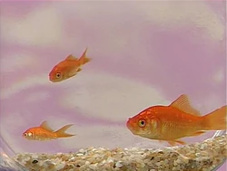 Elmo's World: Babies | Muppet Wiki | Fandom