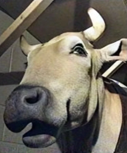 Doctor Dolittle (stage) | Muppet Wiki | Fandom