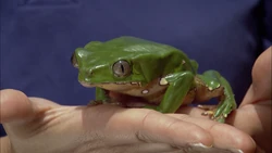 Episode 4273 | Muppet Wiki | Fandom