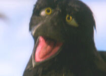 Crow | Muppet Wiki | Fandom