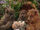 Cecil, Percival, and Edgar Bear
