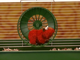 Rodents | Muppet Wiki | Fandom