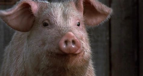 Snowball | Muppet Wiki | Fandom