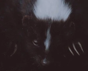 101 Dalmatians | Muppet Wiki | Fandom