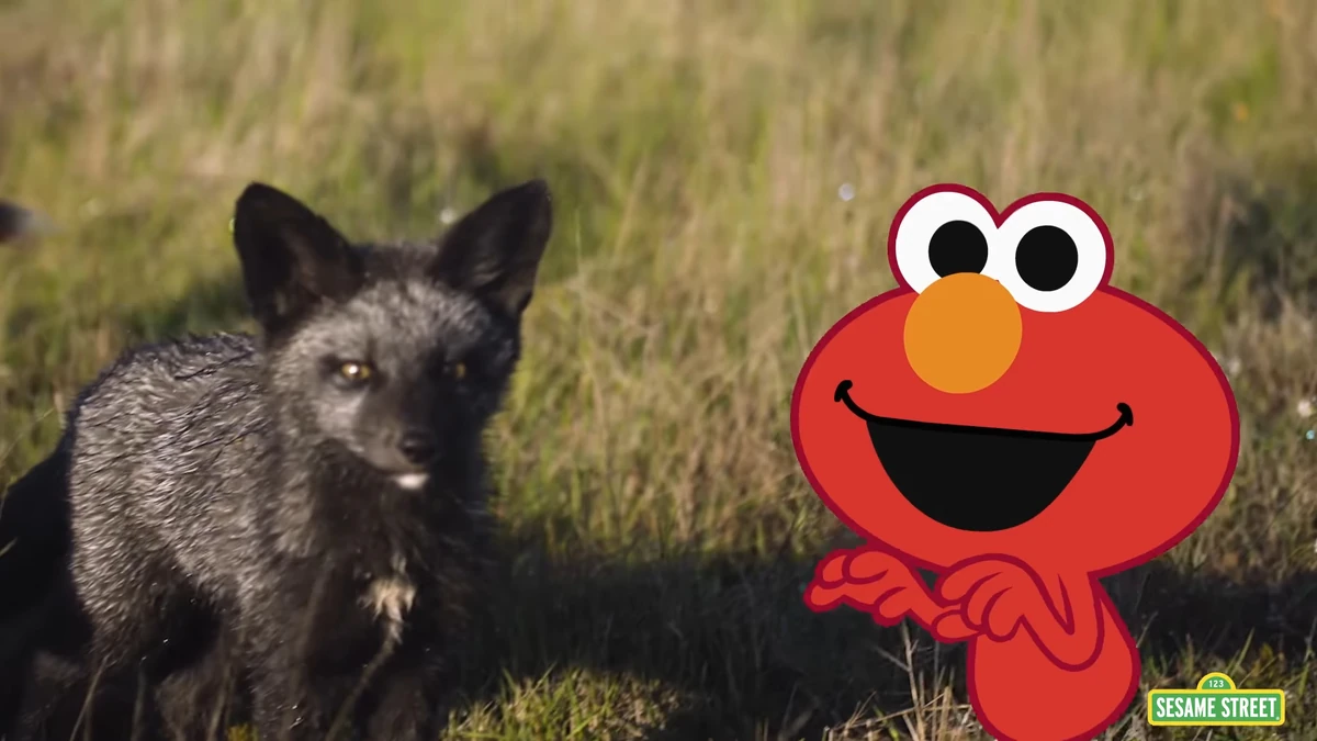 Animal Dance | Muppet Wiki | Fandom