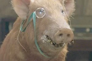 Squealer | Muppet Wiki | Fandom