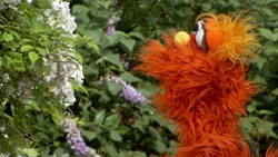 Episode 4190 | Muppet Wiki | Fandom