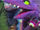 Dragon Frackle