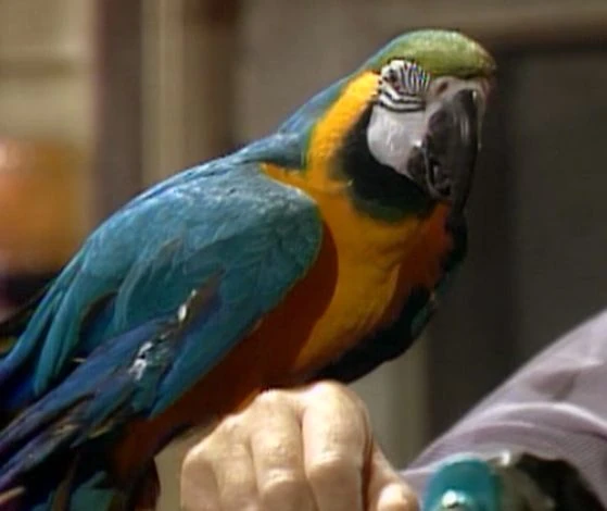 Macaw | Muppet Wiki | Fandom