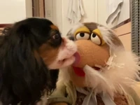 Live animals on Fraggle Rock | Muppet Wiki | Fandom