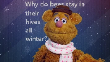 Muppet holiday web videos | Muppet Wiki | Fandom