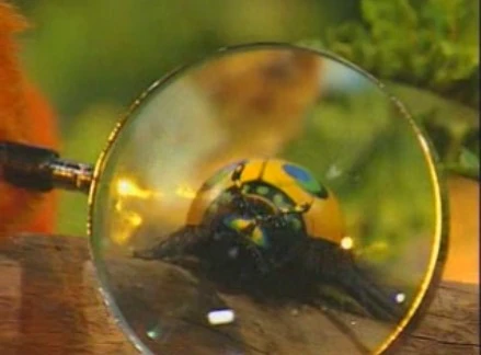 Bertha (bug) | Muppet Wiki | Fandom