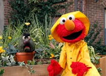 Episode 4229 | Muppet Wiki | Fandom