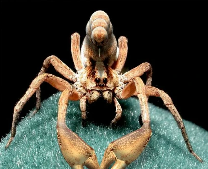 Web Stinger | The Convergence Series Wiki | Fandom