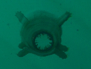 Water Bear | Murky Divers Wiki | Fandom