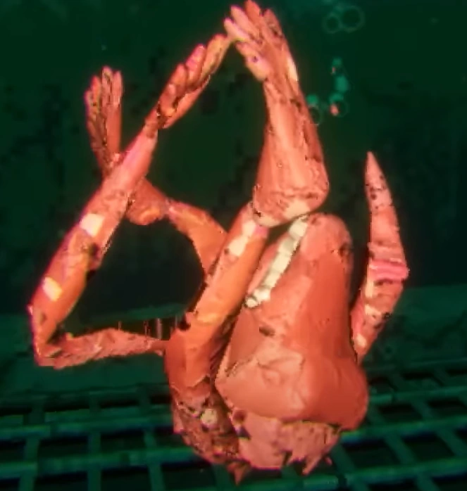 Snap Dragon | Murky Divers Wiki | Fandom