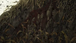 Mushi | Mushishi Wiki | Fandom