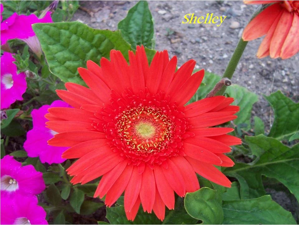 Shelley:Johnny Shelley | Music Hub | Fandom