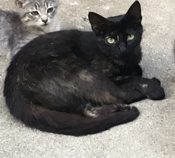 Midnight | My cats Wiki | Fandom