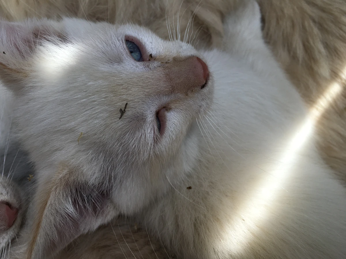 Snowball | My cats Wiki | Fandom