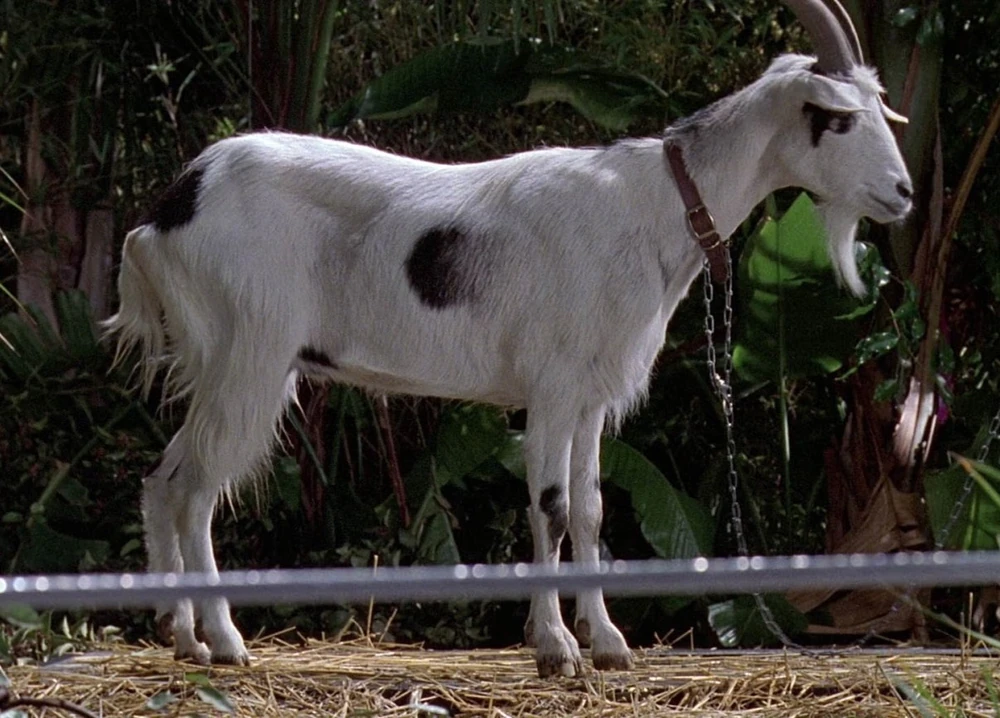 Goat | My DreamWorks Wiki | Fandom