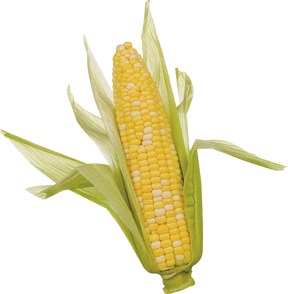 Corn | My First Encyclopedia Wiki | Fandom