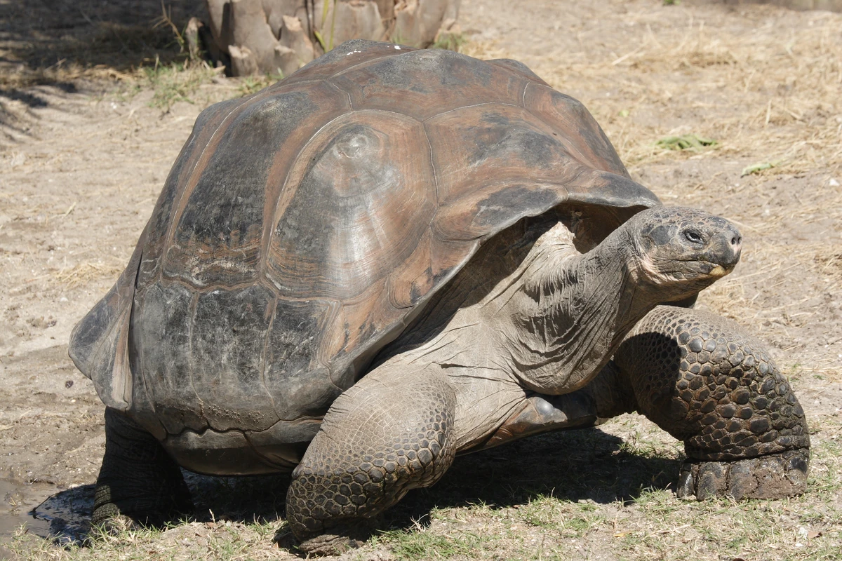 Galápagos Tortoise | My First Encyclopedia Wiki | Fandom