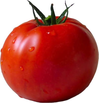 Tomato | My First Encyclopedia Wiki | Fandom