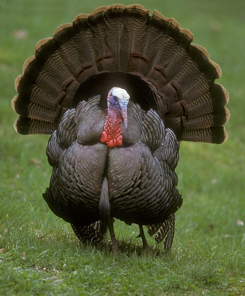 Wild Turkey | My First Encyclopedia Wiki | Fandom