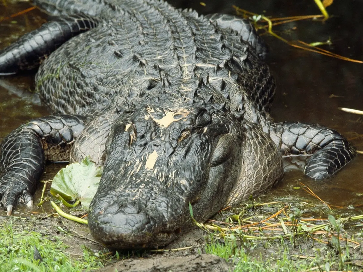 American Alligator | My First Encyclopedia Wiki | Fandom
