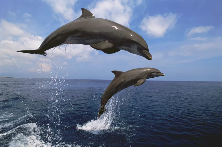 Dolphin | My First Encyclopedia Wiki | Fandom