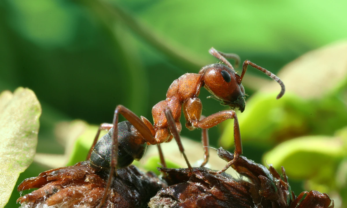 Ant | My First Encyclopedia Wiki | Fandom
