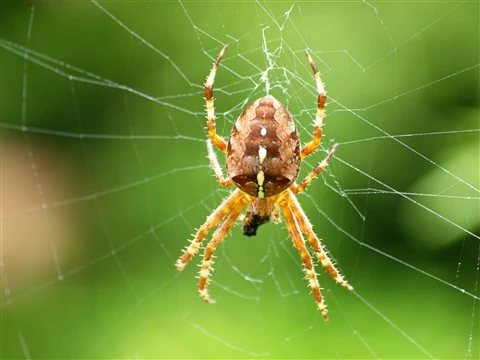 Spider | My First Encyclopedia Wiki | Fandom