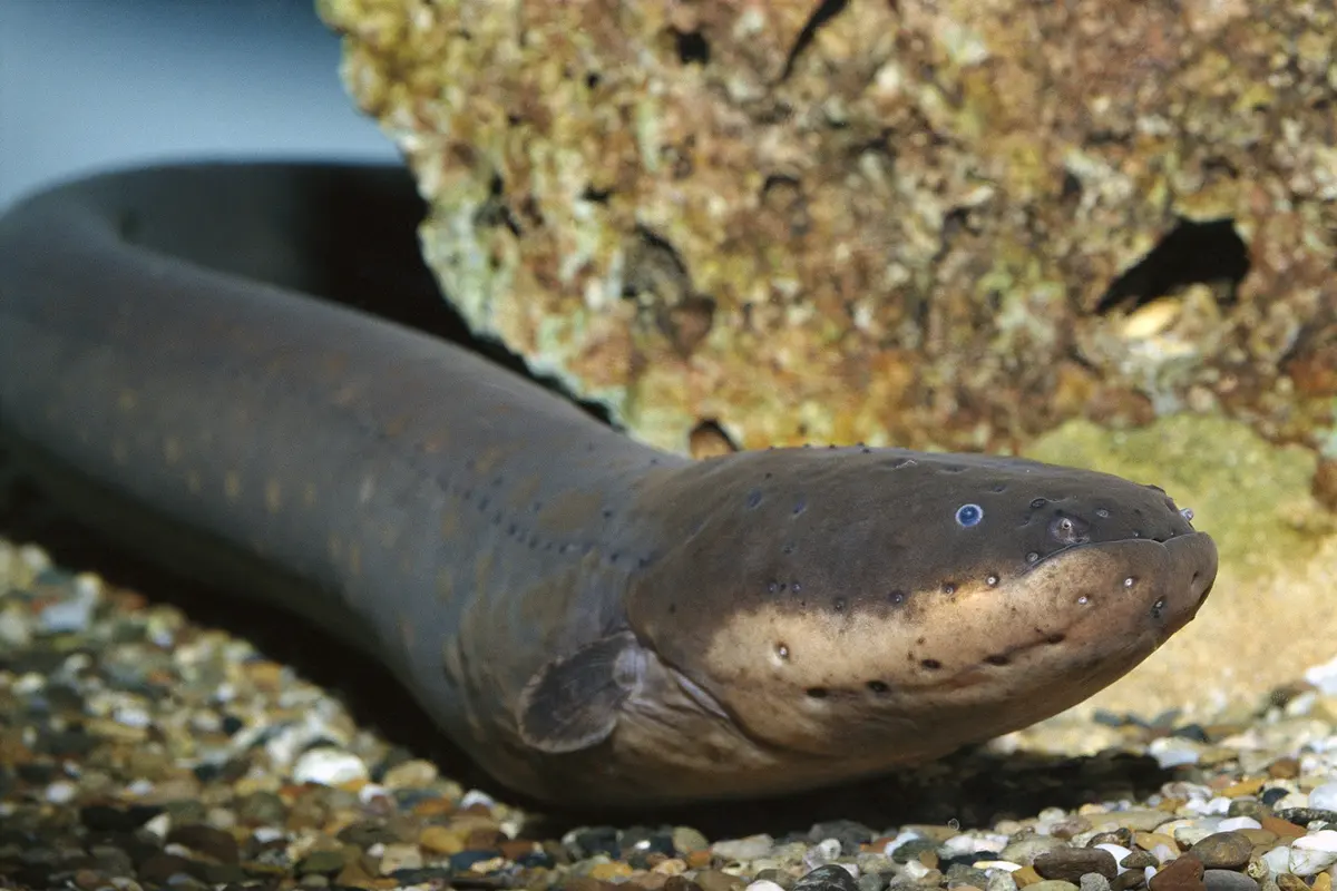 Electric Eel | My First Encyclopedia Wiki | Fandom