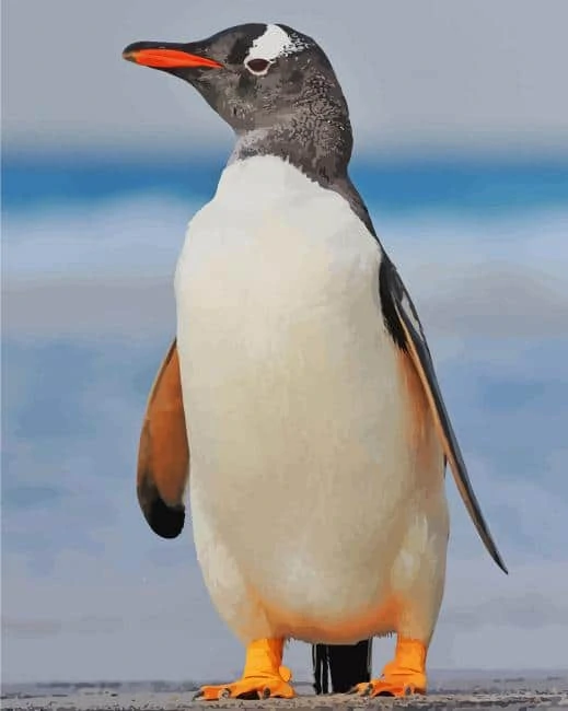 Gentoo Penguin | My First Encyclopedia Wiki | Fandom