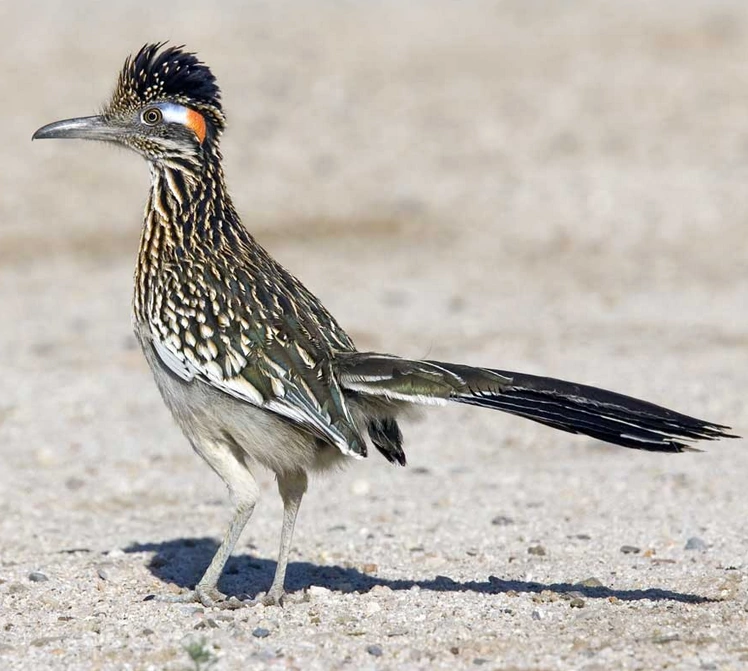 Roadrunner | My First Encyclopedia Wiki | Fandom