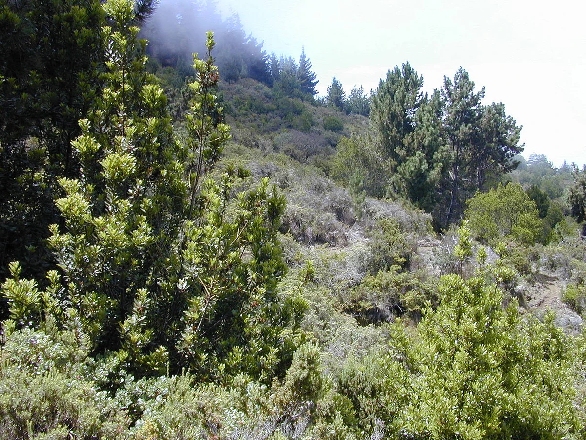 Scrubland | My First Encyclopedia Wiki | Fandom