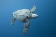 Leatherback Sea Turtle | My First Encyclopedia Wiki | Fandom