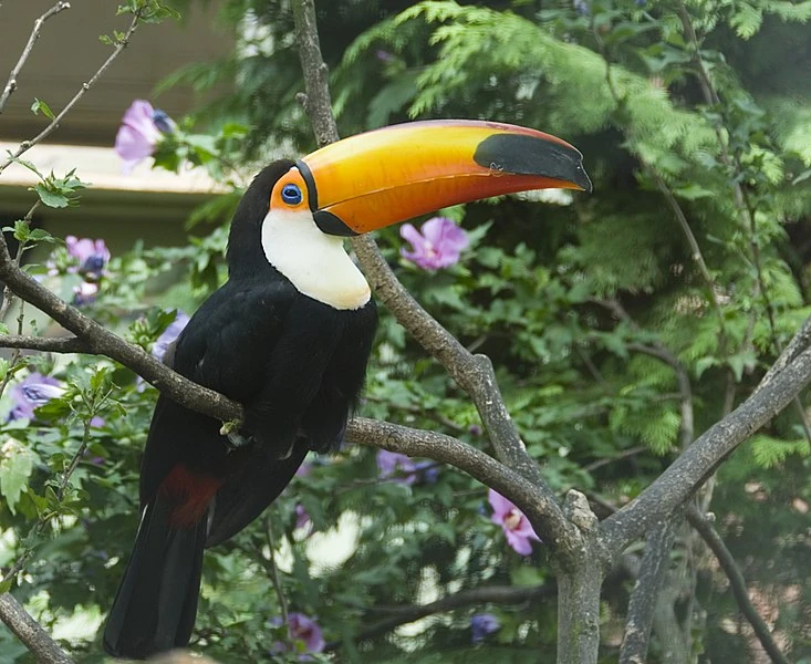 Toucan | My First Encyclopedia Wiki | Fandom