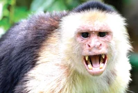 Monkey | My First Encyclopedia Wiki | Fandom