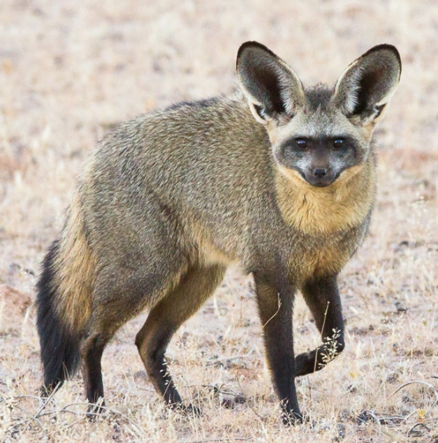 Bat-Eared Fox | My First Encyclopedia Wiki | Fandom