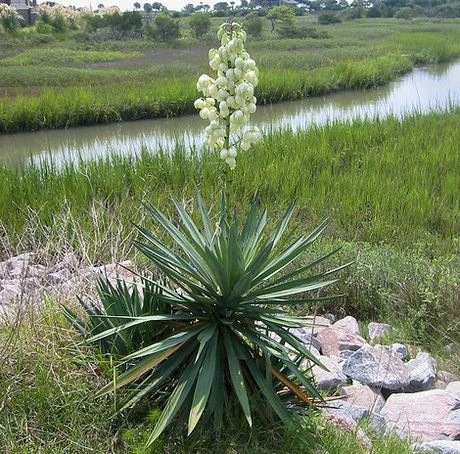 Yucca Plant | Wiki My Game | Fandom