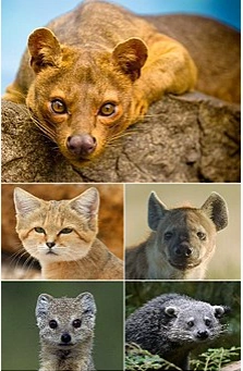 Feliformia | My Hero Academia Fanon Wiki | Fandom