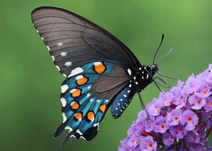 Butterfly | My Hero Academia RP Wiki | Fandom