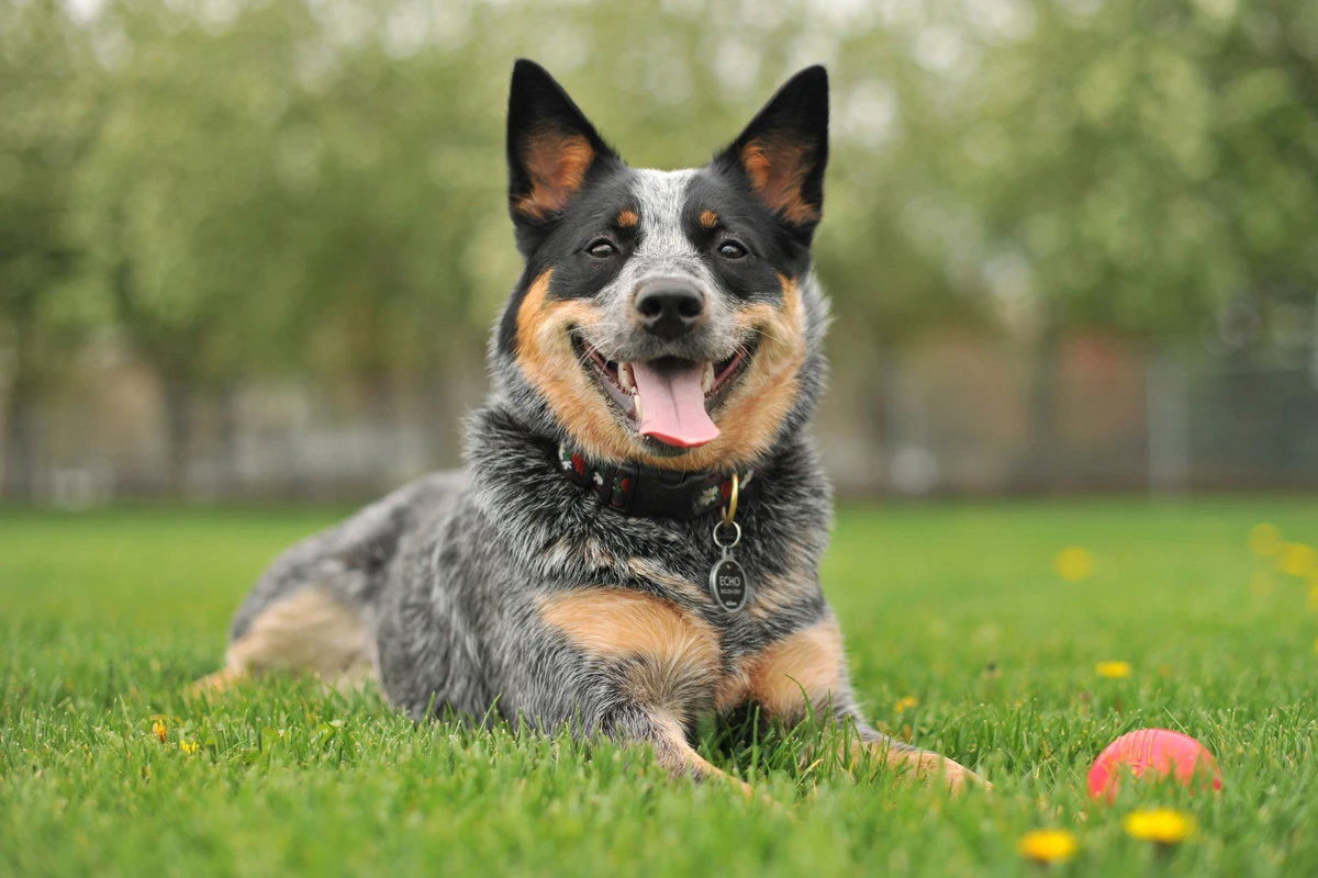 Dog | My Hero Academia RP Wiki | Fandom