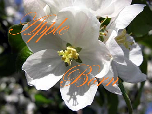 Apple Born | My Little Pony: Friendship Is Magic - Rakoon1's universe ...