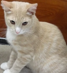 Birchcloud | My Warrior Cats Wiki | Fandom