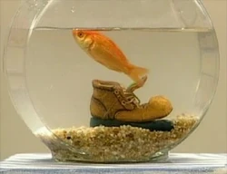 Elmo's World: Shoes | My scratchpad Wiki | Fandom